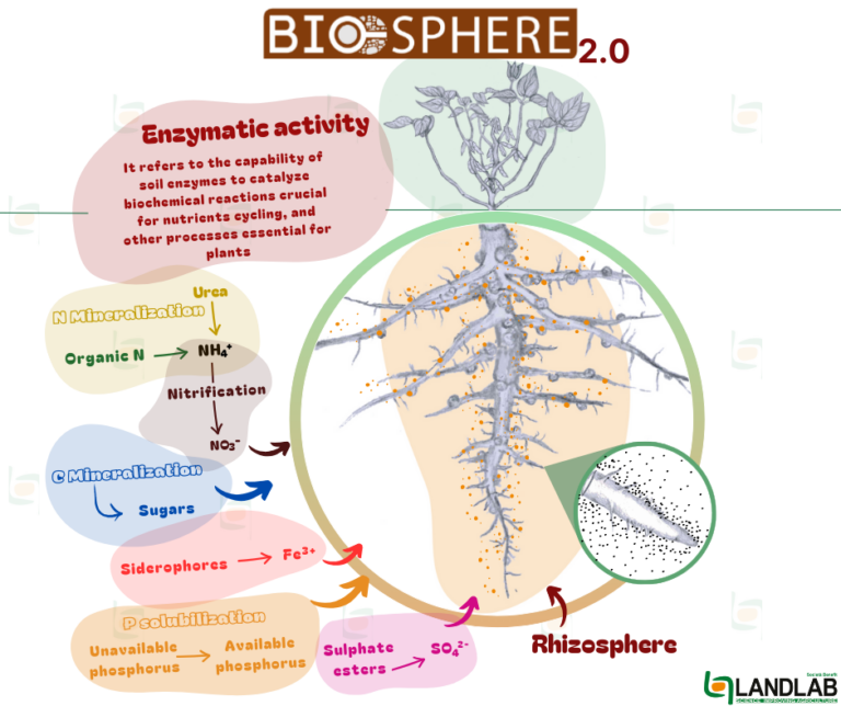 BIOSPHERE 2.0 - ENZYMATIC ACTIVITY - Landlab, a research and ...